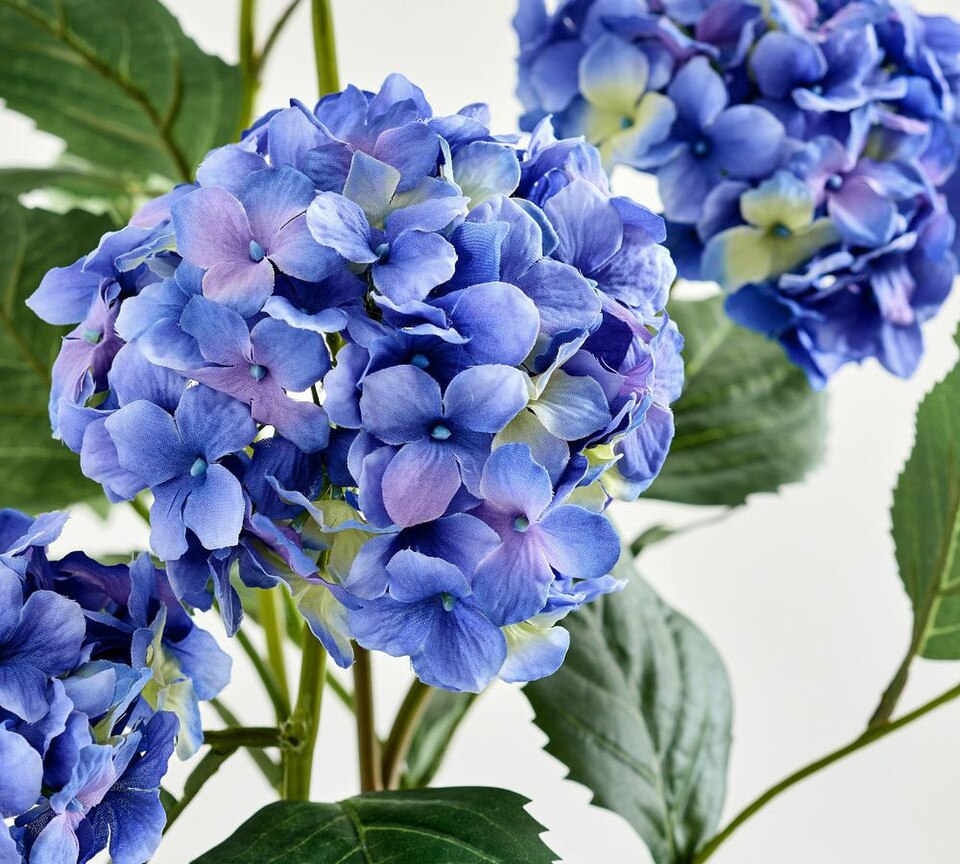 Potted Hydrangea Pottery Barn Australia